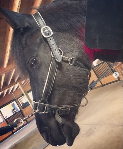 From Kara at Emerald Equine Massage – Equine & Canine Light Therapy