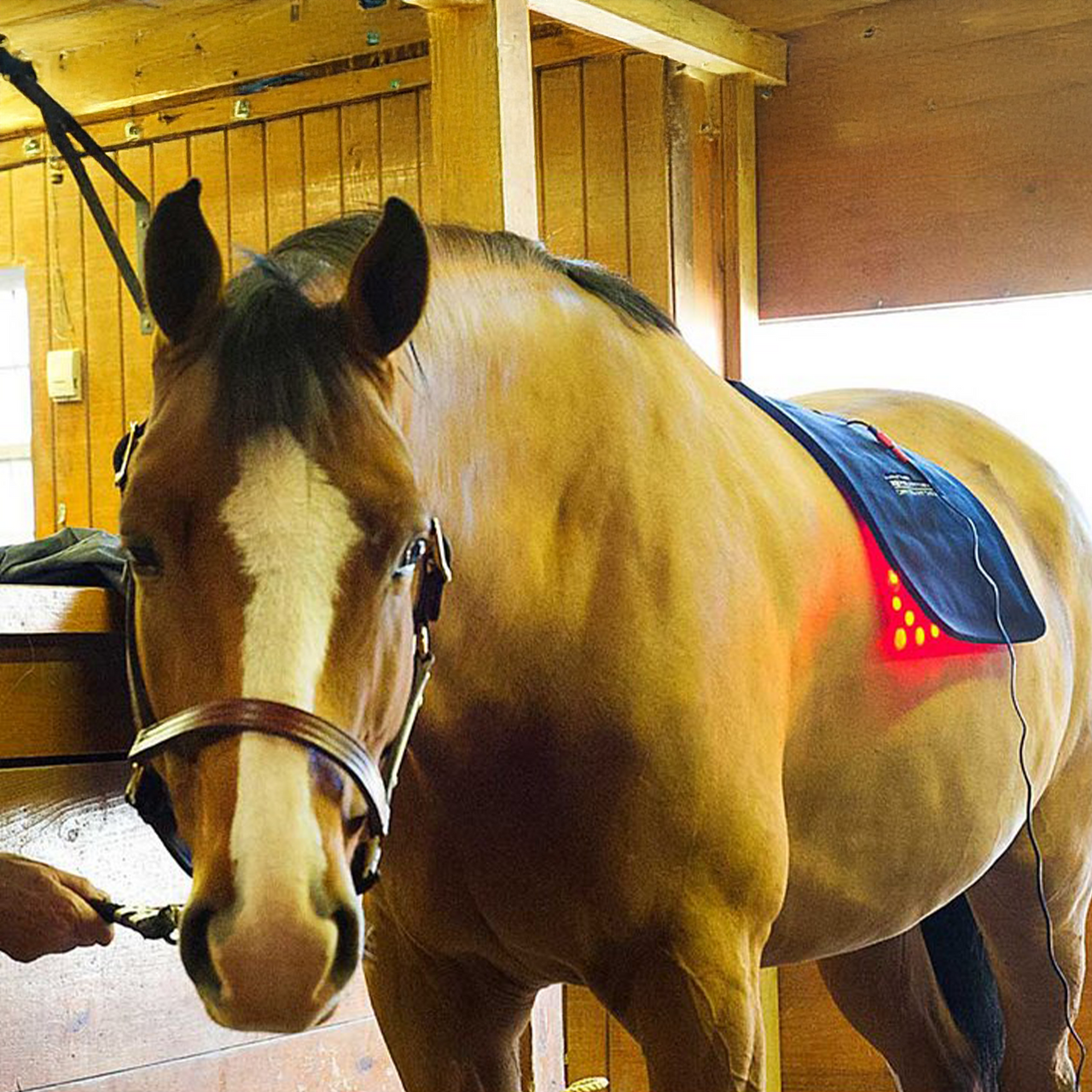 The best red light therapy for horses: devices, placement, options ...