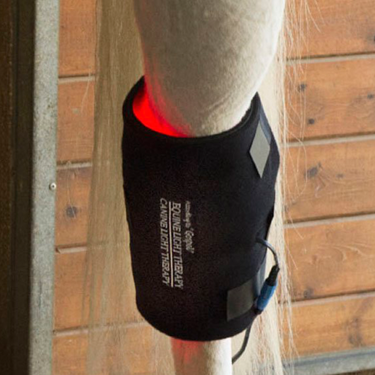Red Light Therapy for Horses, Dogs and Pets | Equine Light Therapy ...