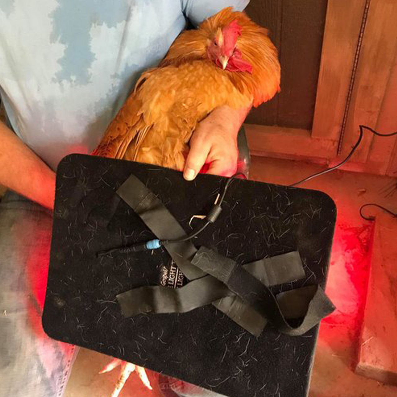 Red Light Therapy for Horses, Dogs and Pets | Equine Light Therapy ...